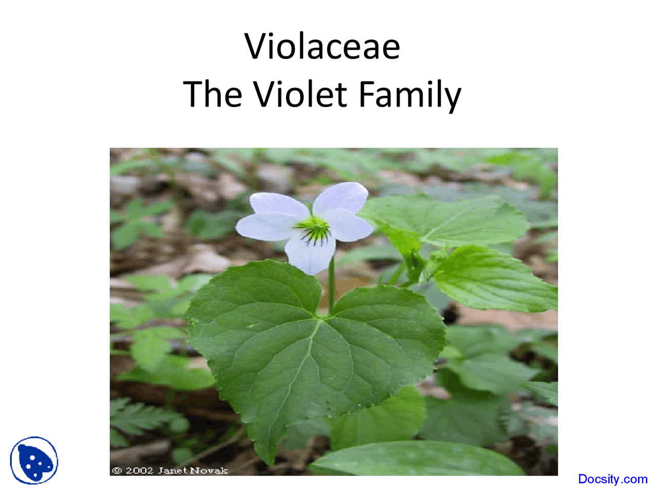 Violaceae Plants Identifcation Lecture Slides Docsity