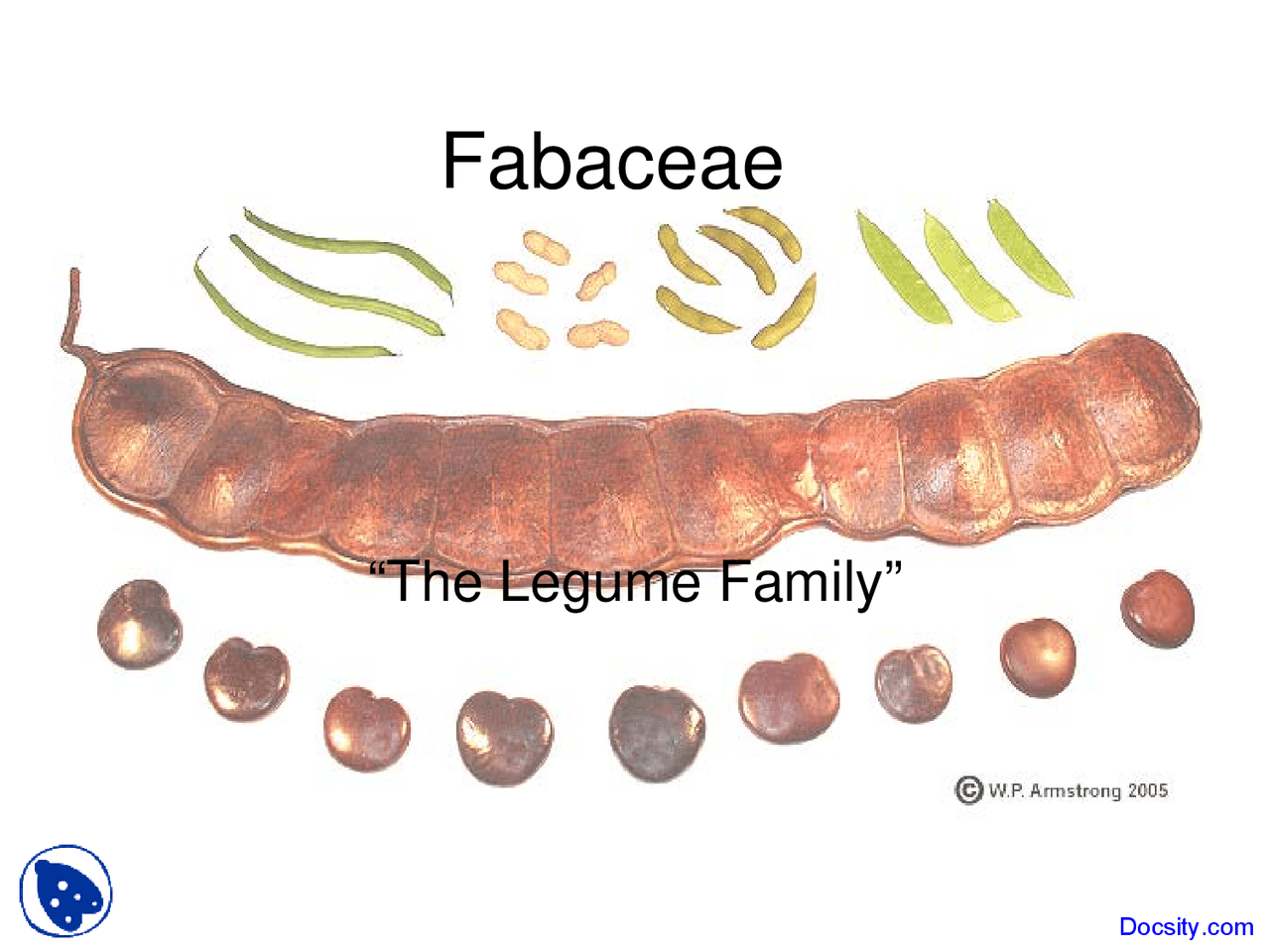 Fabaceae Plants Identifcation Lecture Slides Docsity