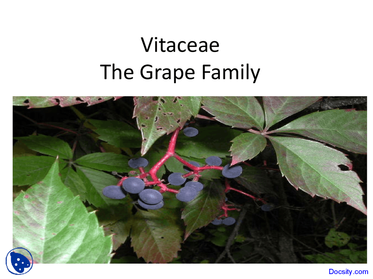 Vitaceae Plants Identifcation Lecture Slides Docsity