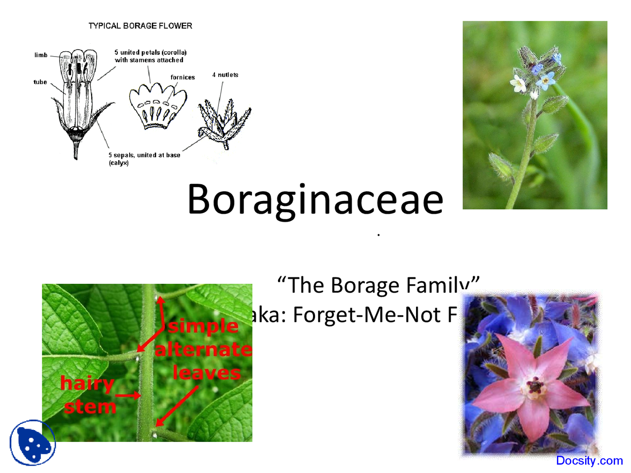 Boraginaceae Plants Identifcation Lecture Slides Docsity