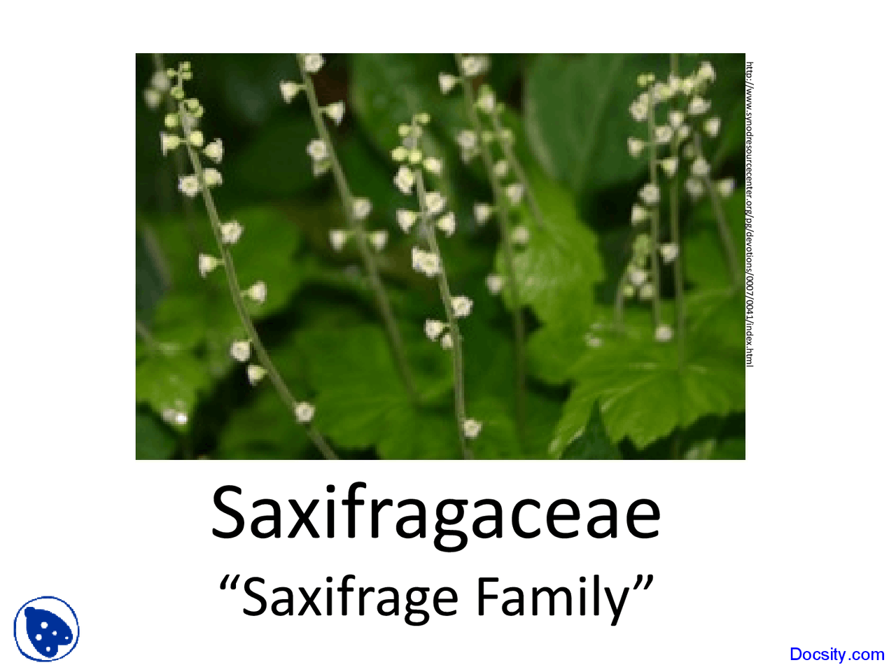 Saxifragaceae Plants Identifcation Lecture Slides Docsity