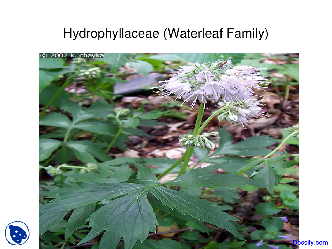 Hydrophyllaceae Plants Identifcation Lecture Slides Docsity
