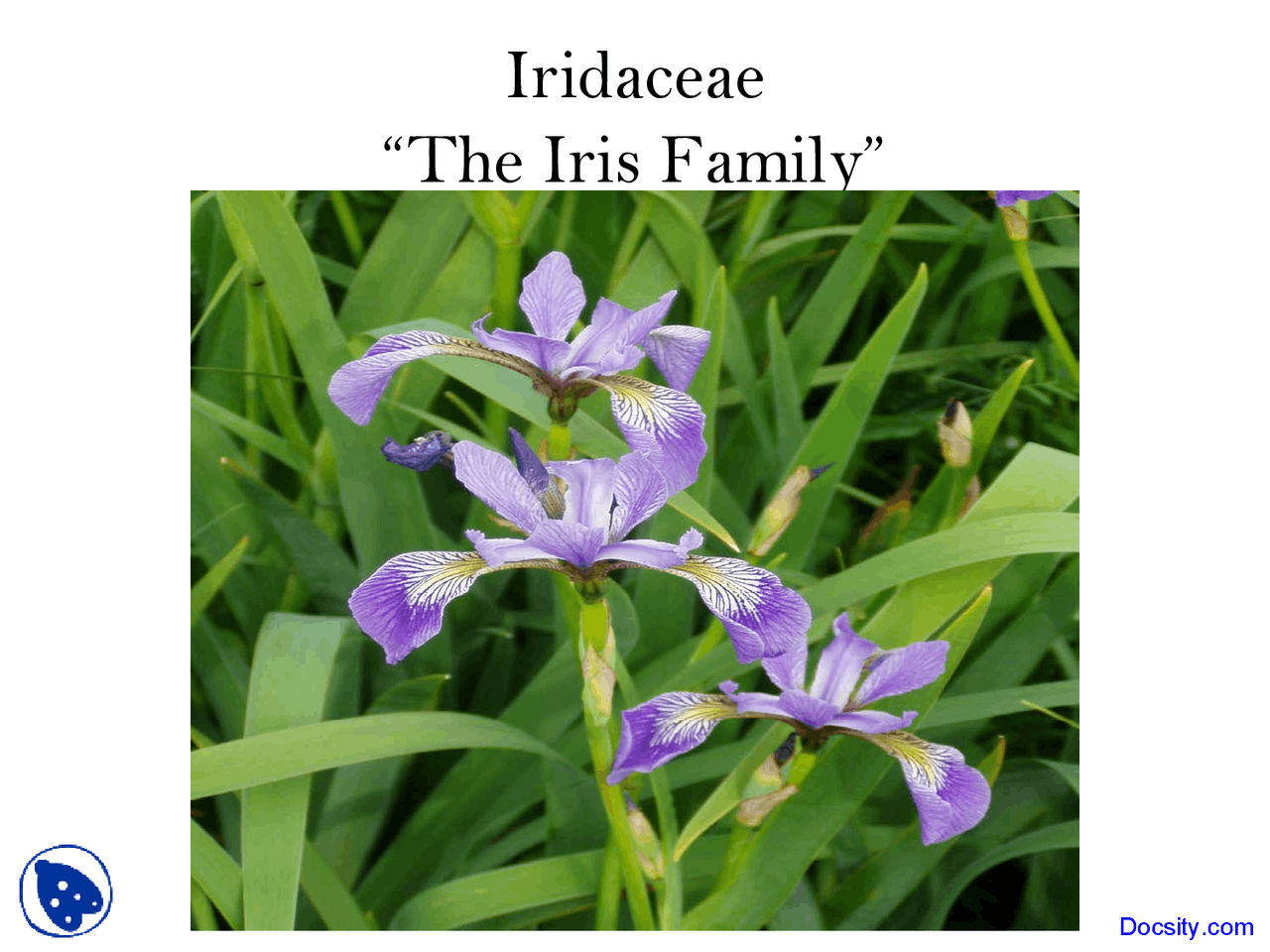 Iridaceae Plants Identifcation Lecture Slides Docsity