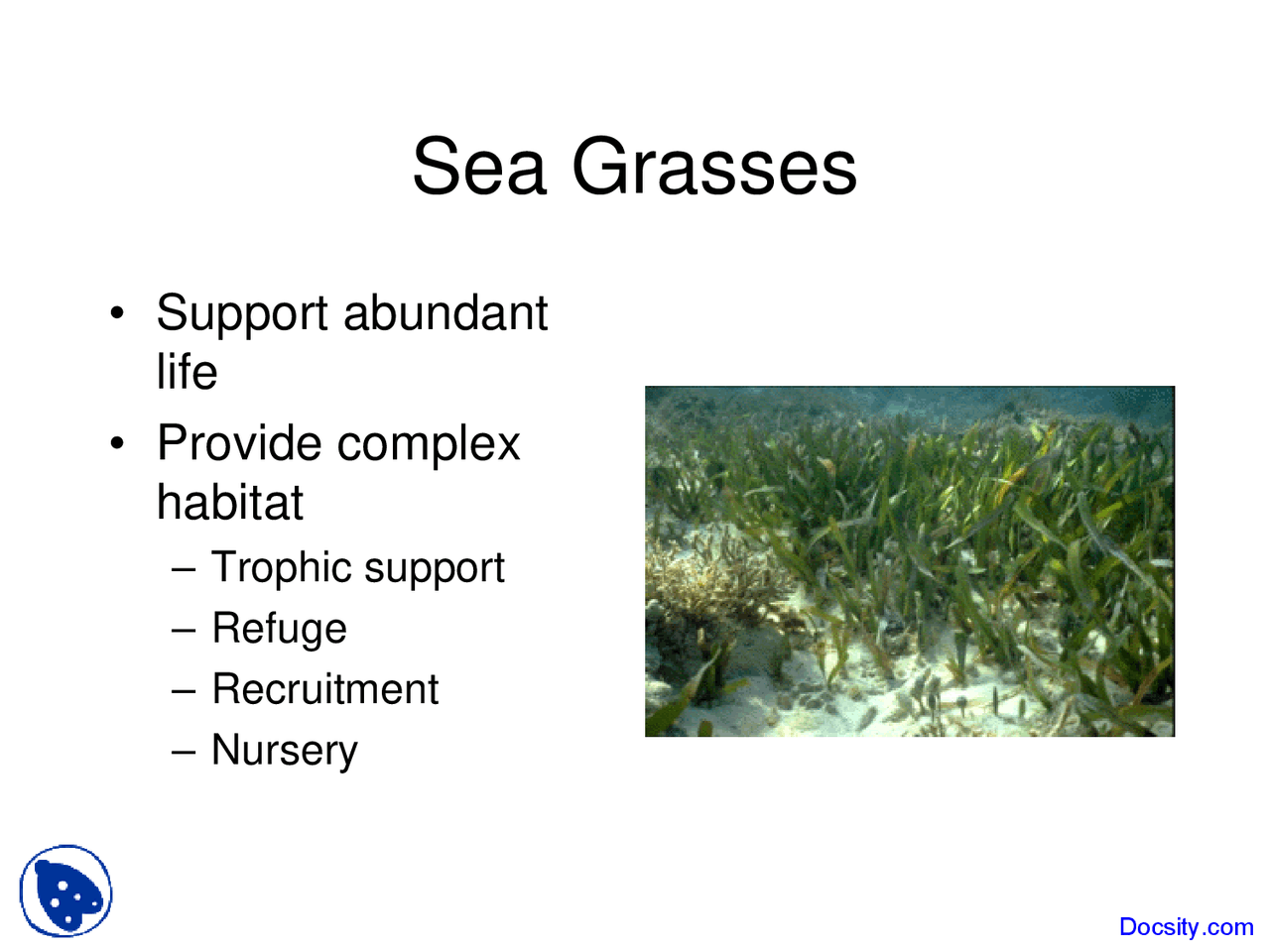 Sea Grasses - Tropical Biology - Lecture Slides - Docsity