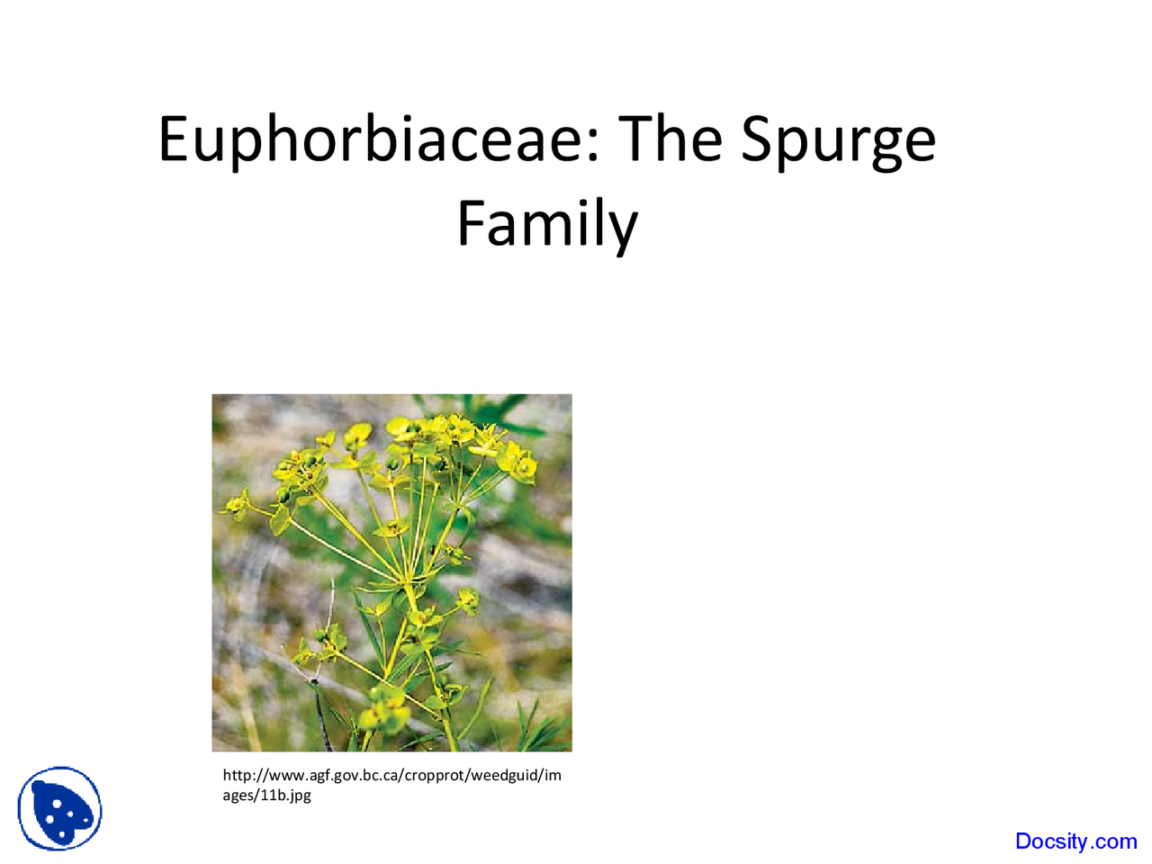 Euphorbiaceae Plants Identifcation Lecture Slides Docsity