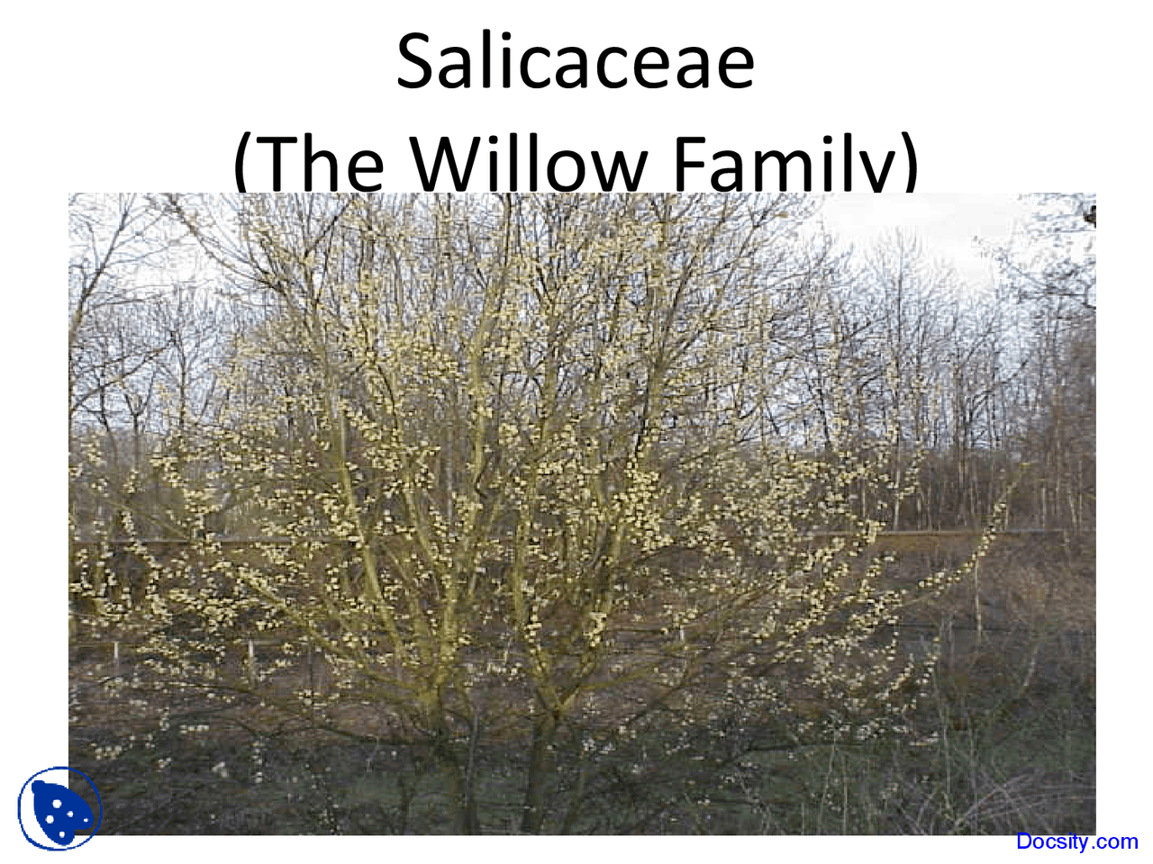 Salicaceae Plants Identifcation Lecture Slides Docsity