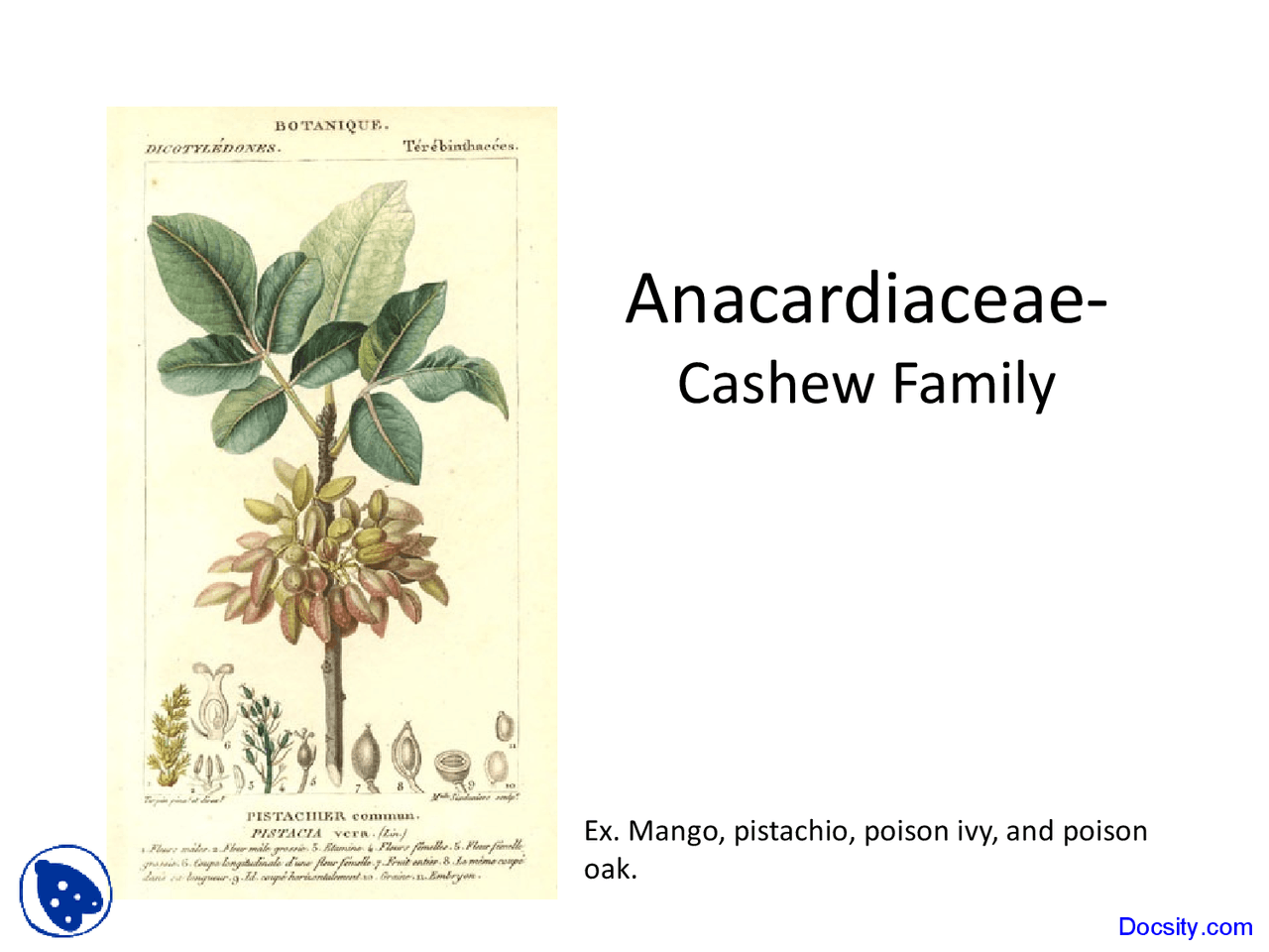 Anacardiaceae Plants Identifcation Lecture Slides Docsity