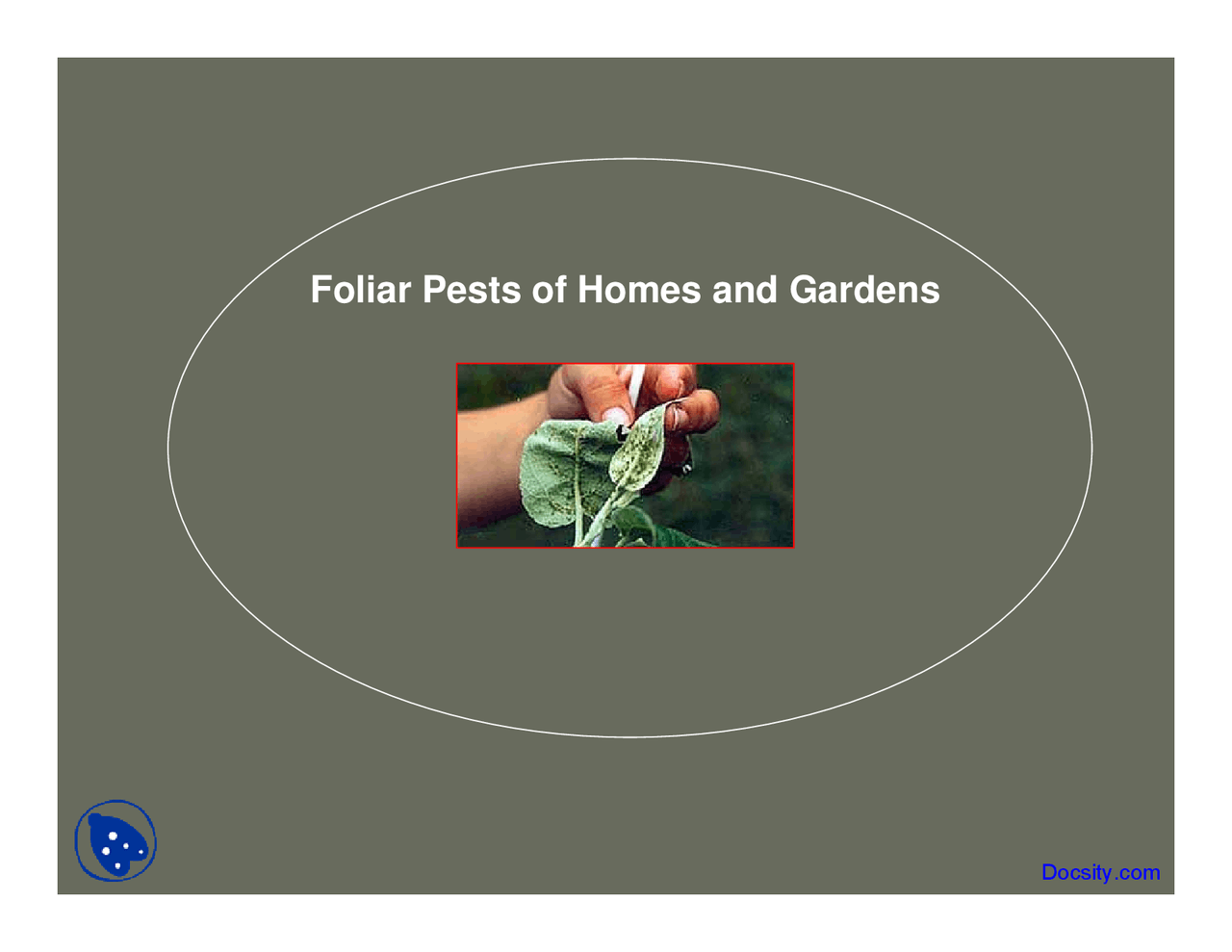 Foliar Pests Urban Plant Protection Lecture Slides Docsity