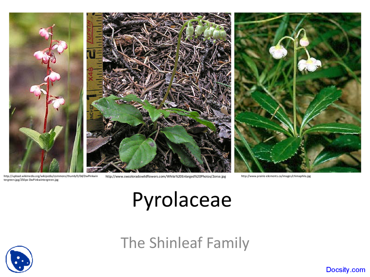 Pyrolaceae Plants Identifcation Lecture Slides Docsity