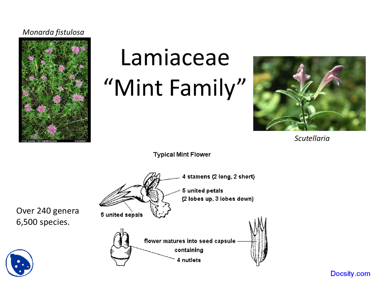 Lamiaceae - Plants Identifcation - Lecture Slides | Slides Botany and ...