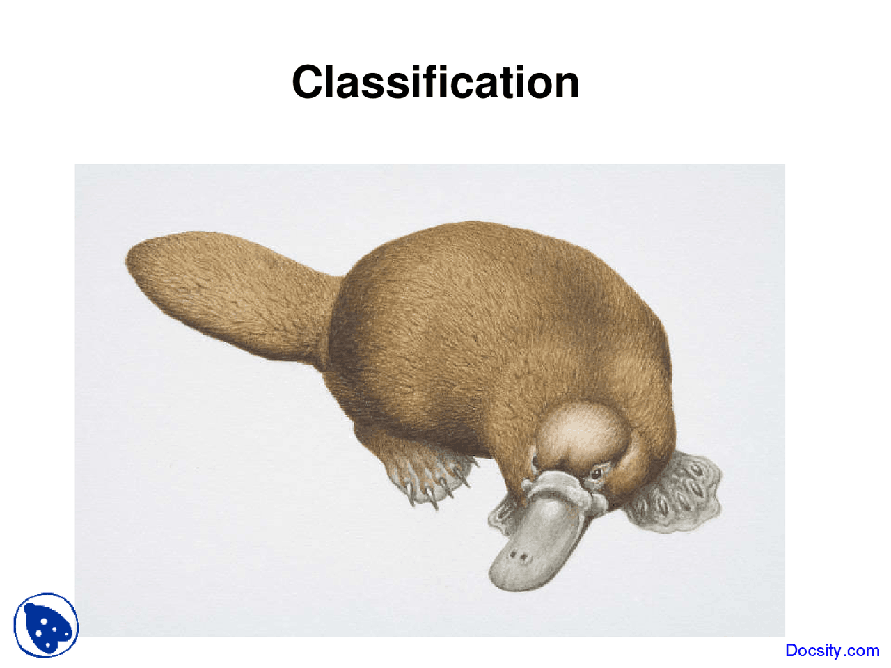 Classification - Coral Reef Lab and Field Studies - Lecture Slides ...