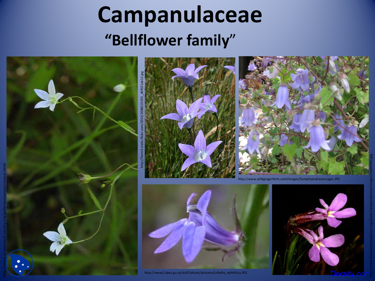 Campanulaceae Plants Identifcation Lecture Slides Docsity