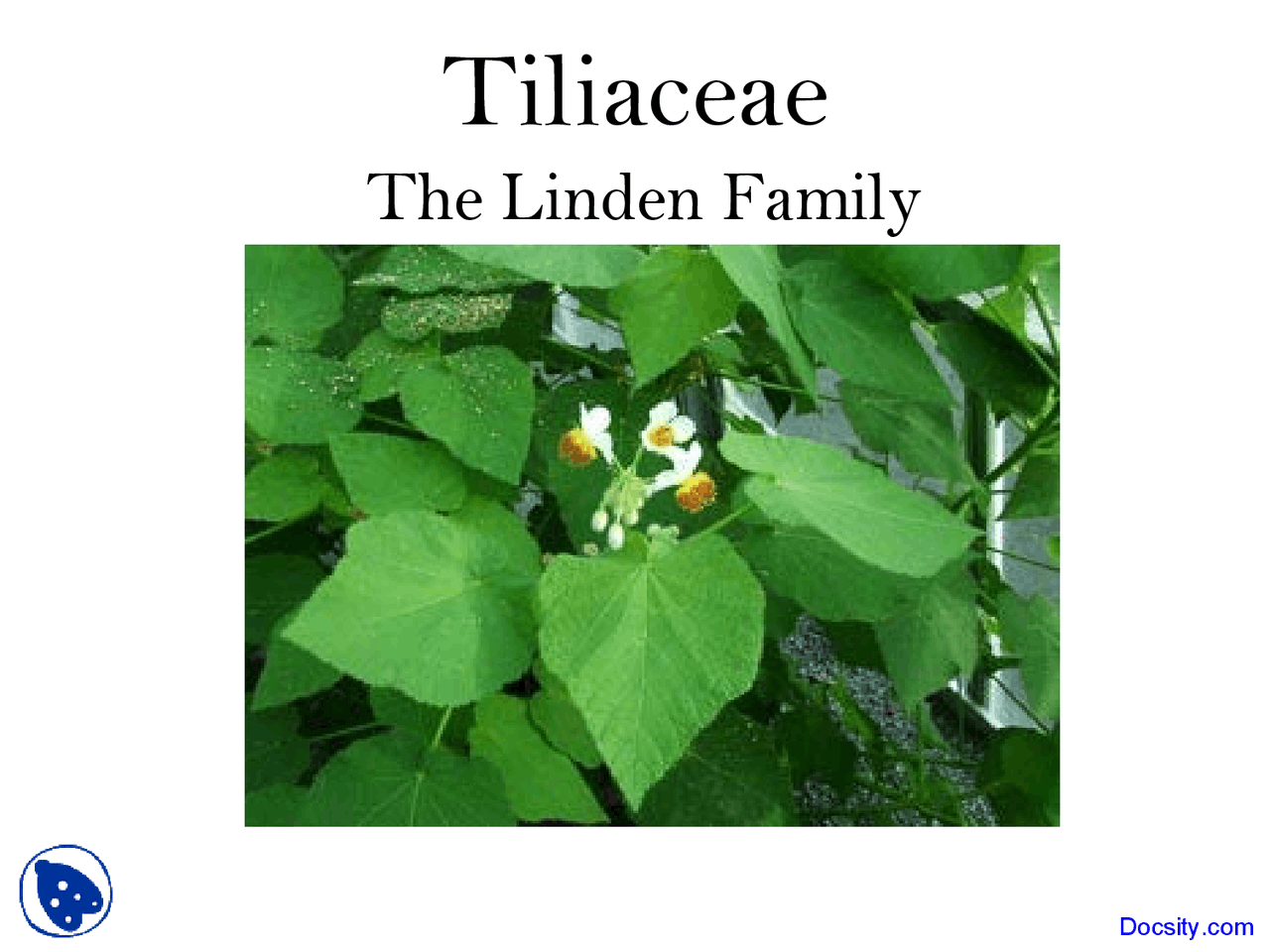 Tiliaceae Plants Identifcation Lecture Slides Docsity