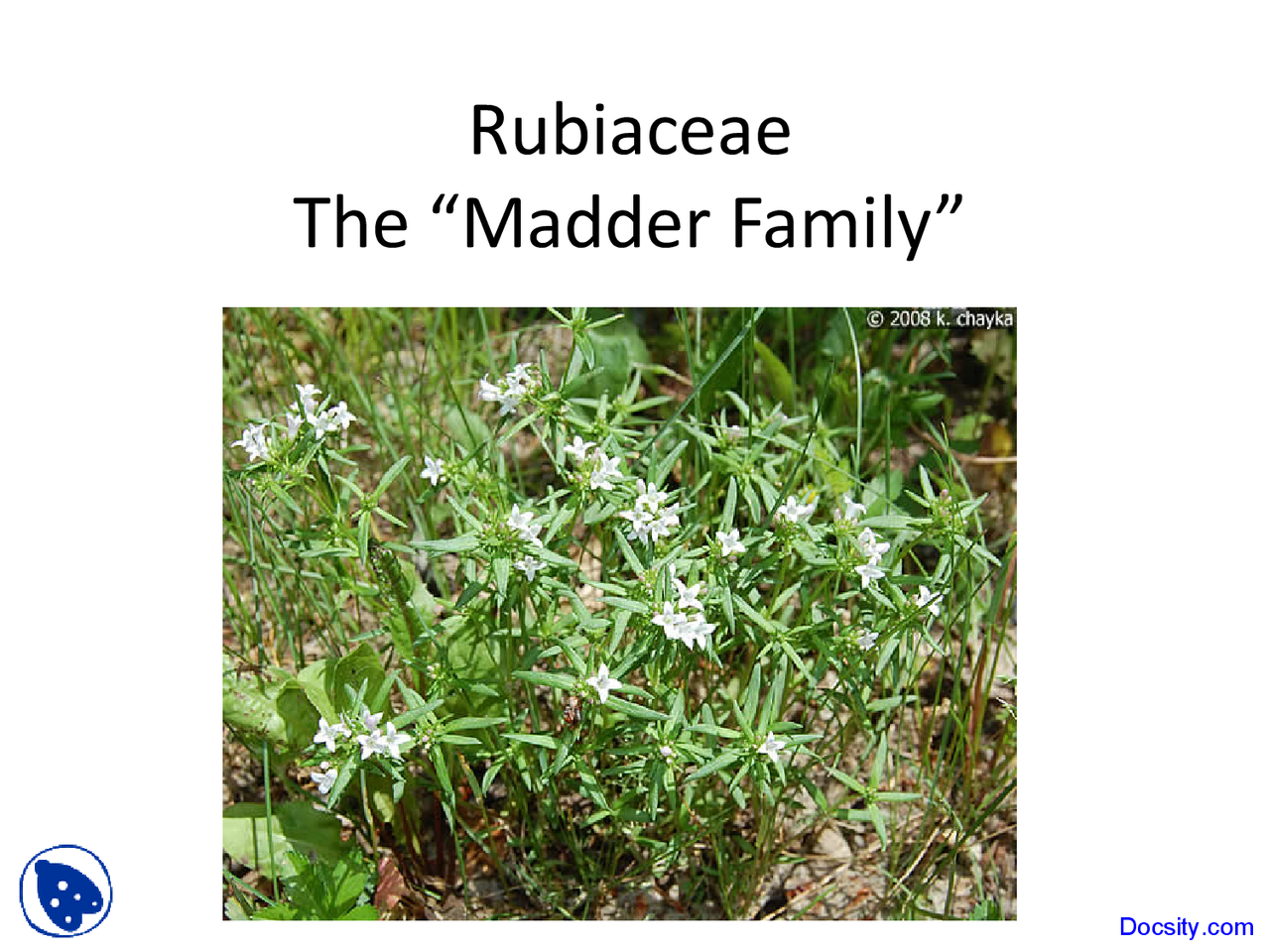 Rubiaceae Plants Identifcation Lecture Slides Docsity