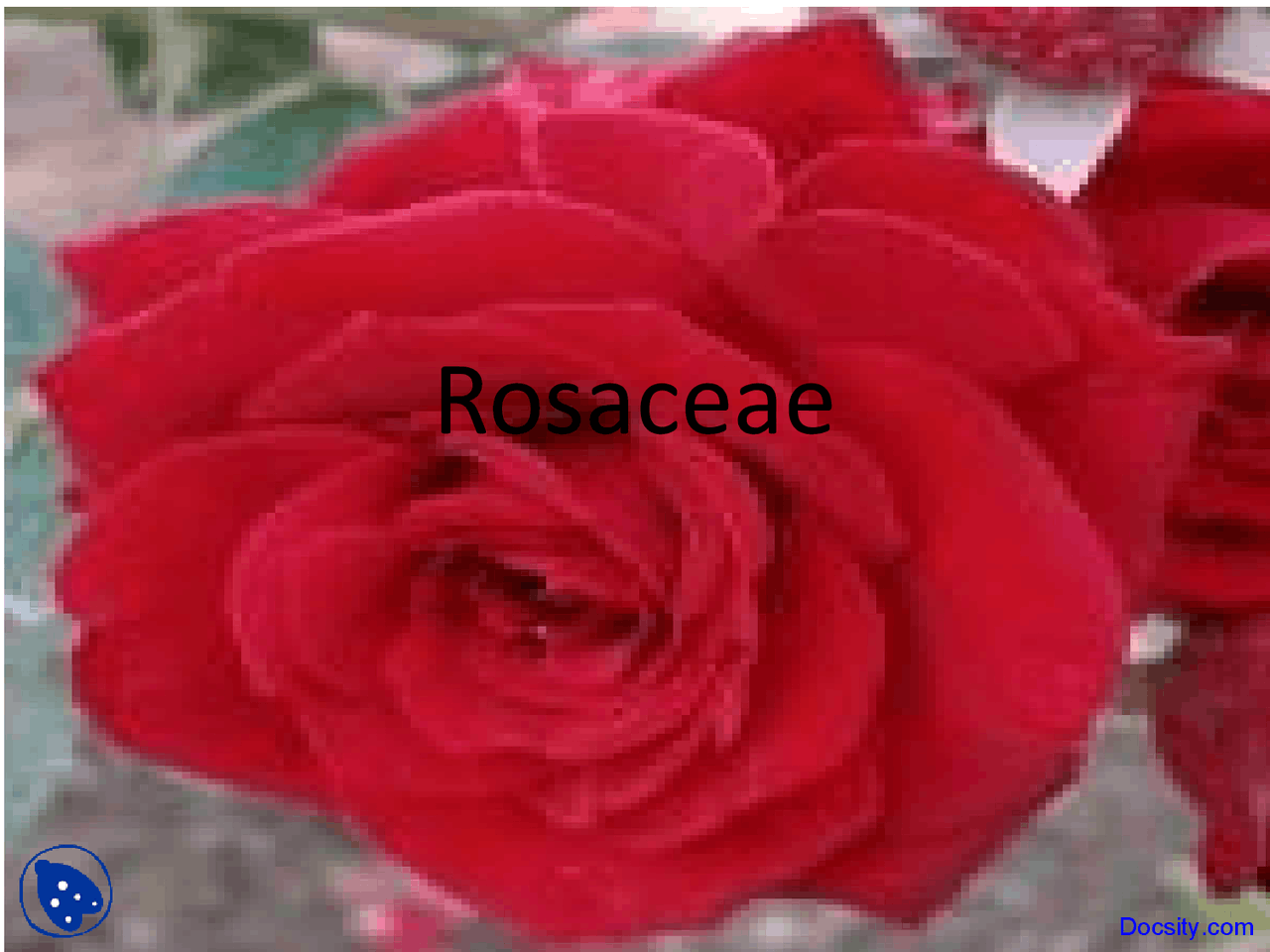 Rosaceae Plants Identifcation Lecture Slides Docsity