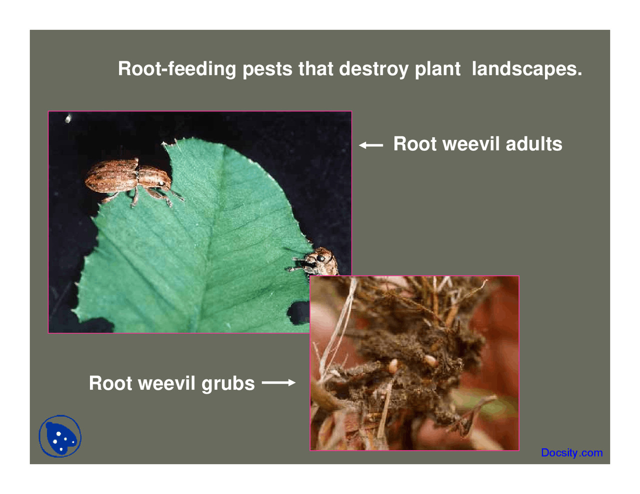 Root Feeding Pests Urban Plant Protection Lecture Slides Docsity