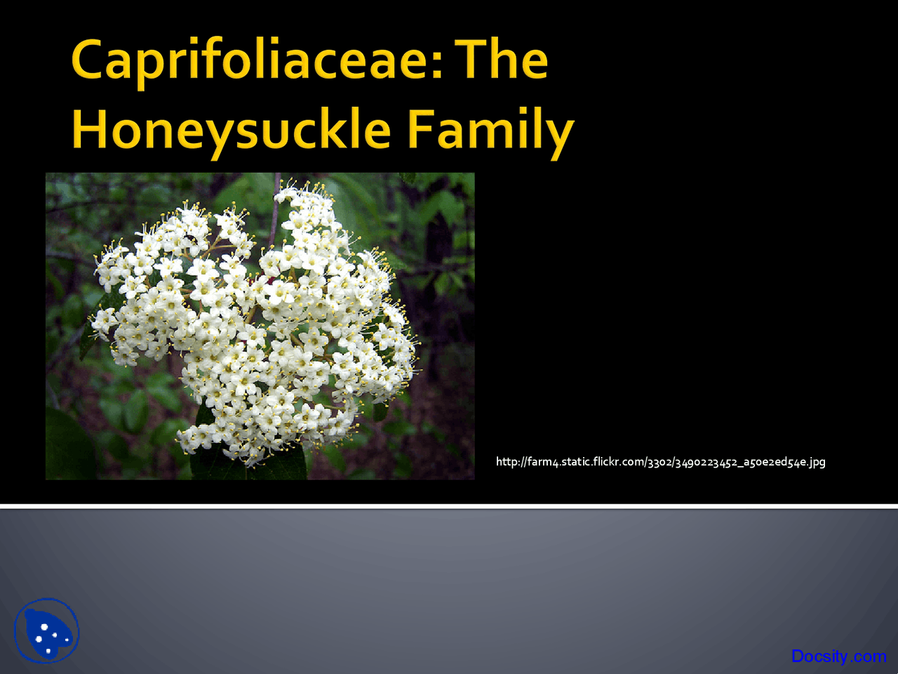 Caprifoliaceae Plants Identifcation Lecture Slides Docsity