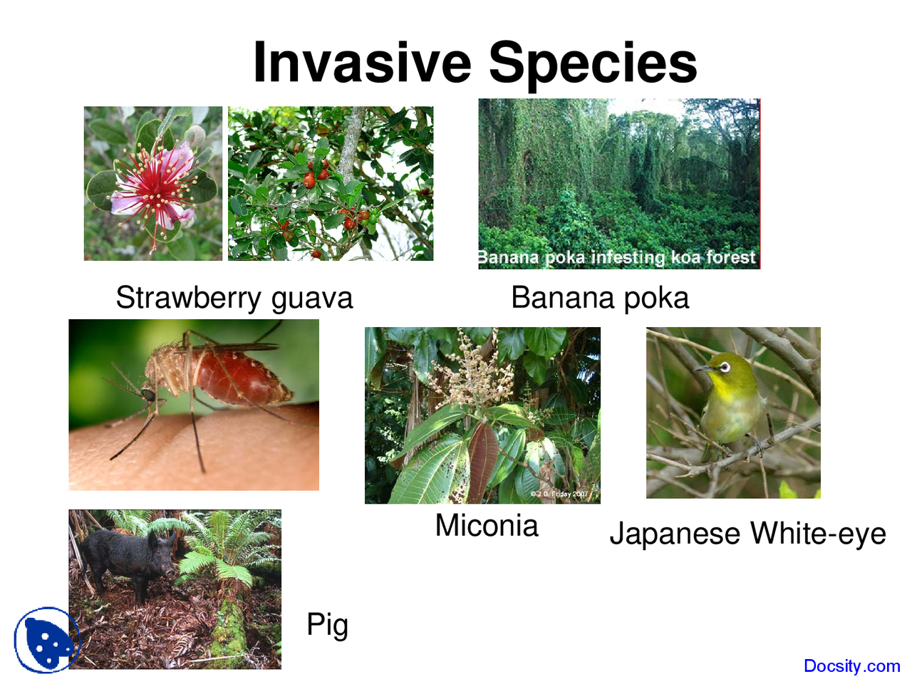 Invasive Species - Coral Reef Lab and Field Studies - Lecture Slides ...