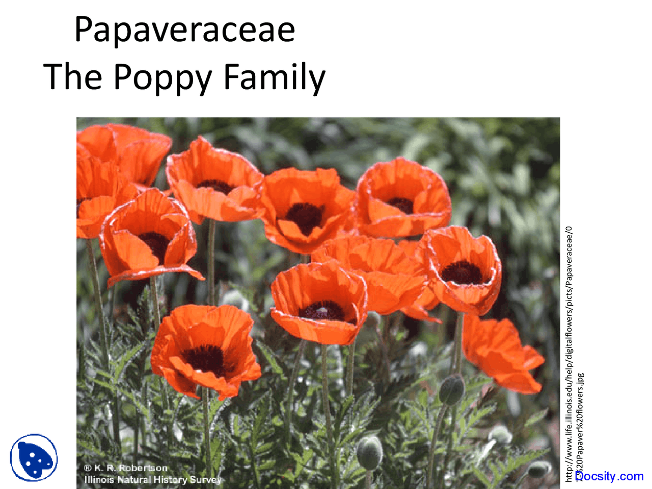 Papaveraceae Plants Identifcation Lecture Slides Docsity