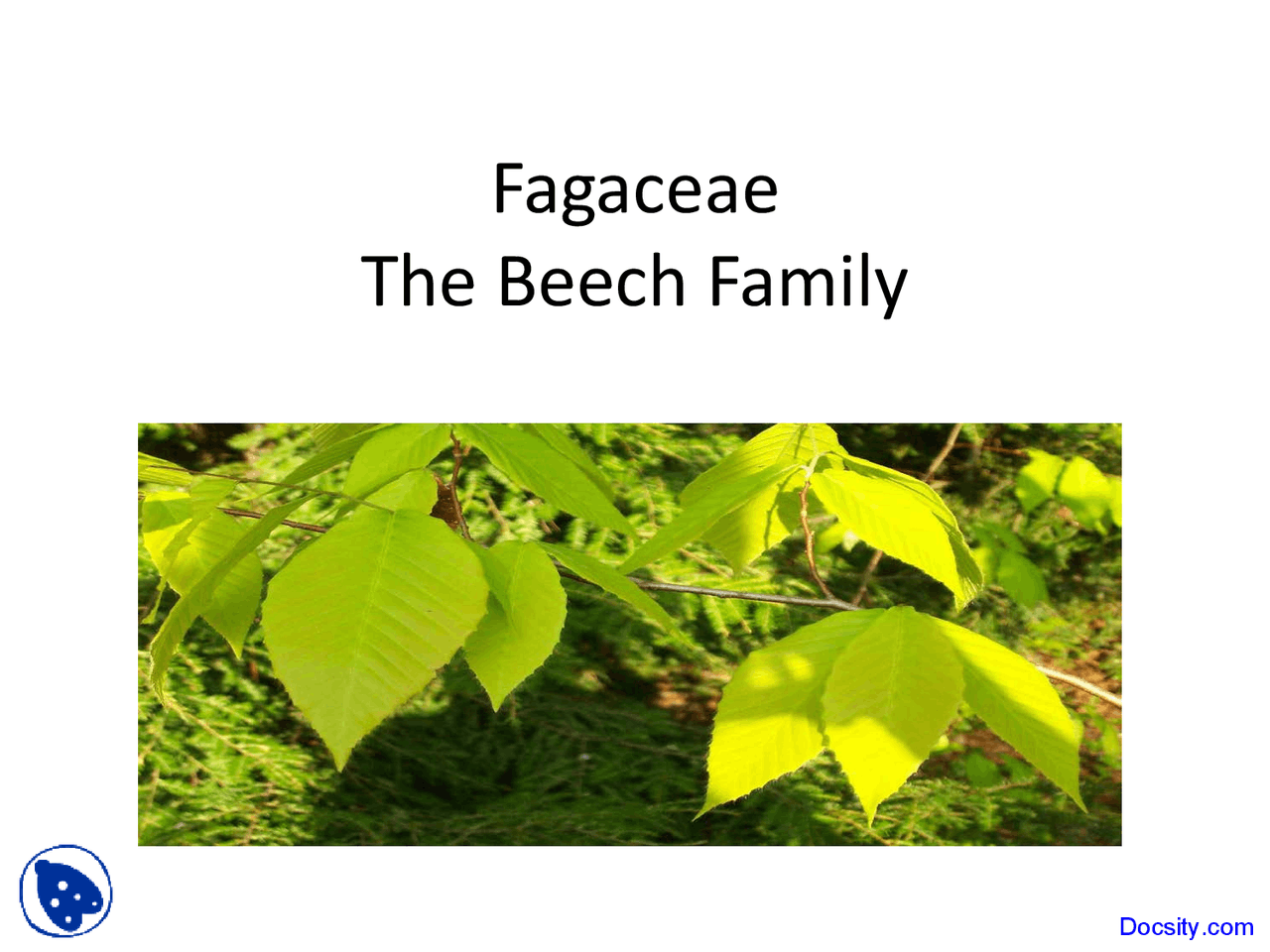 Fagaceae Plants Identifcation Lecture Slides Docsity