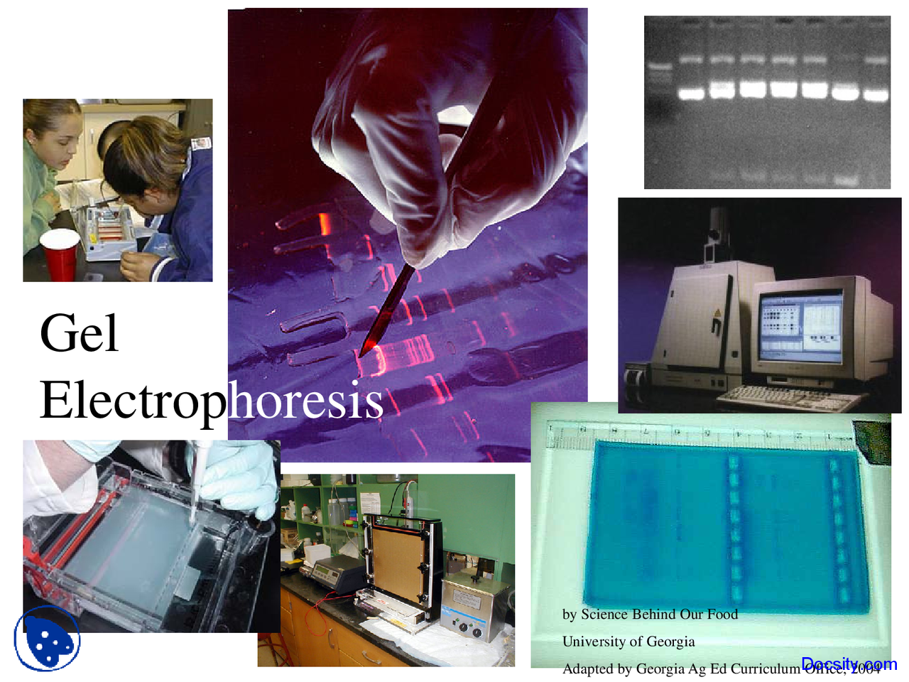 Gel Electrophoresis Agriscience And Biotechnology Lecture Slides