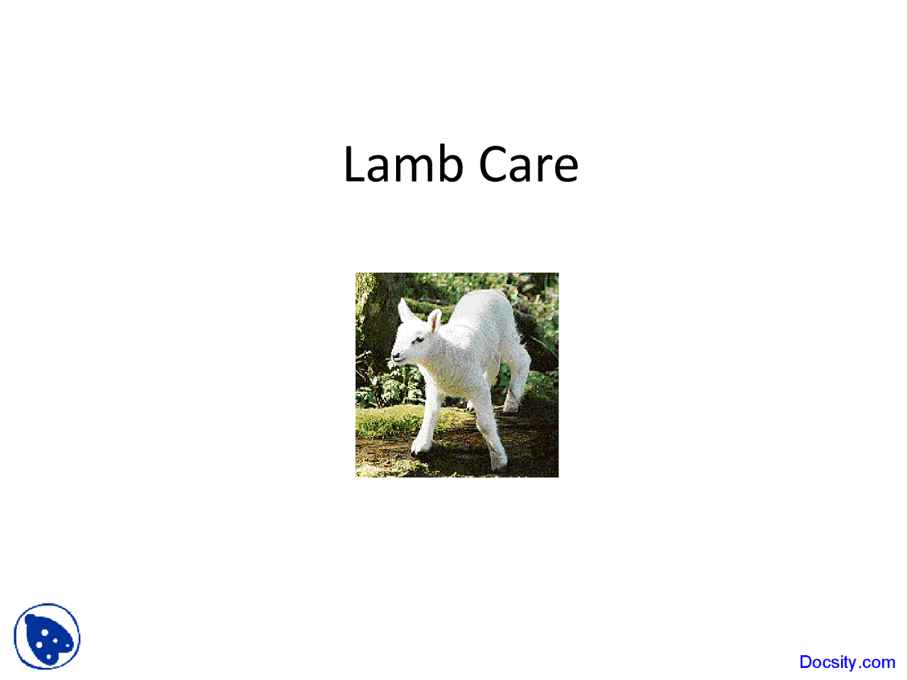 Lamb Care: Colostrum, Identification, TINT Method, Tail Docking ...