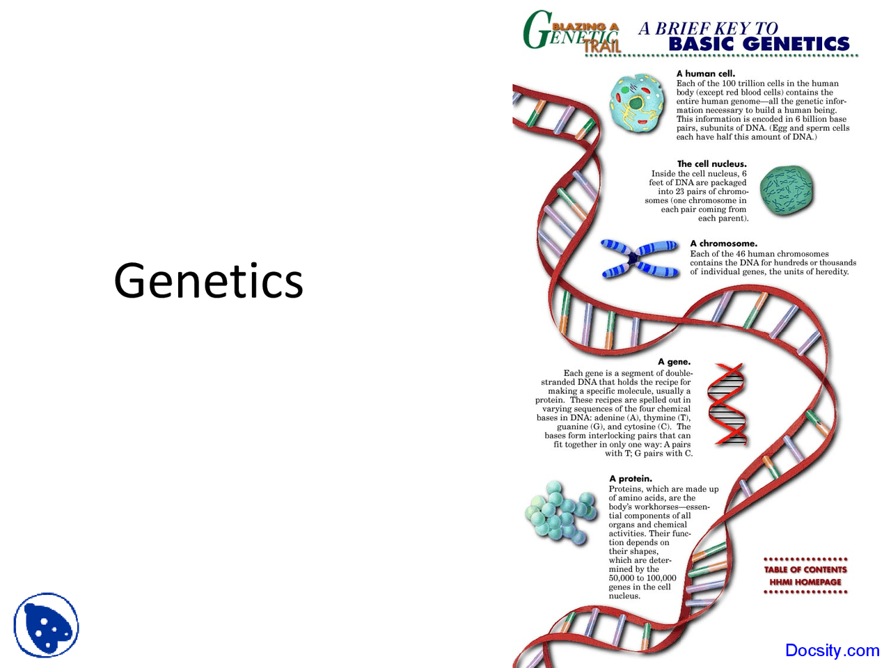 Genetics Agriscience And Biotechnology Lecture Slides Docsity