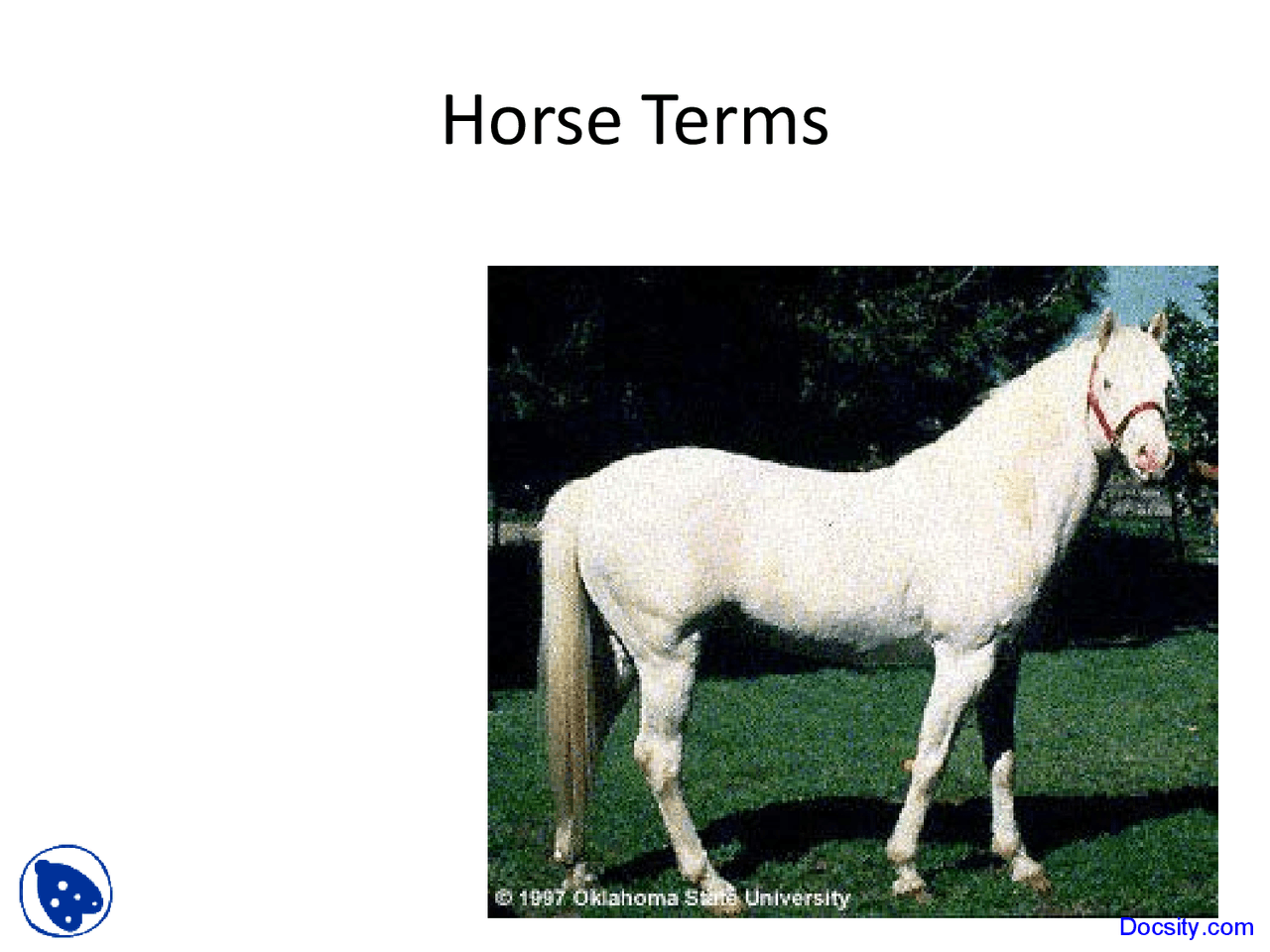 Horse Terms, Equine - Animal Science - Lecture Slides | Slides Biology ...