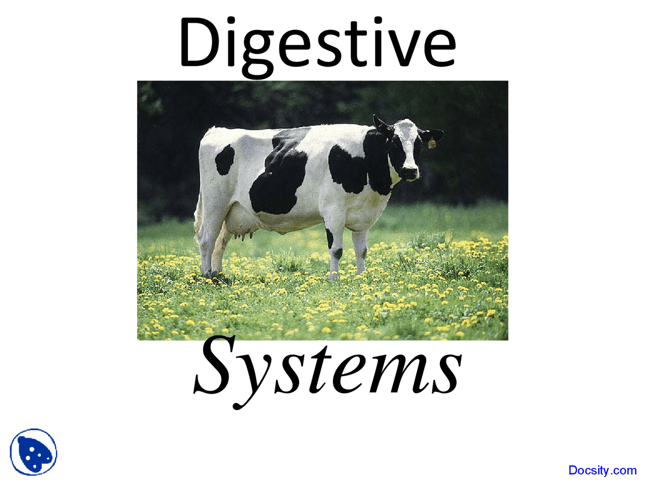 Digestion And Absorption Nutrition Aimal Sceince Lecture Slides