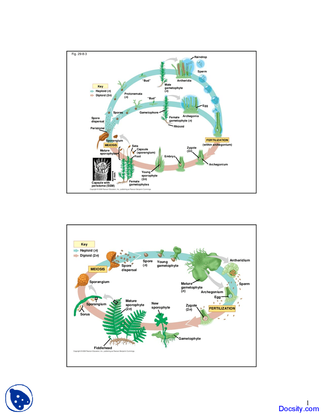 Plant Reproductive Cycles Fundametnals Of Biology Lecture Notes