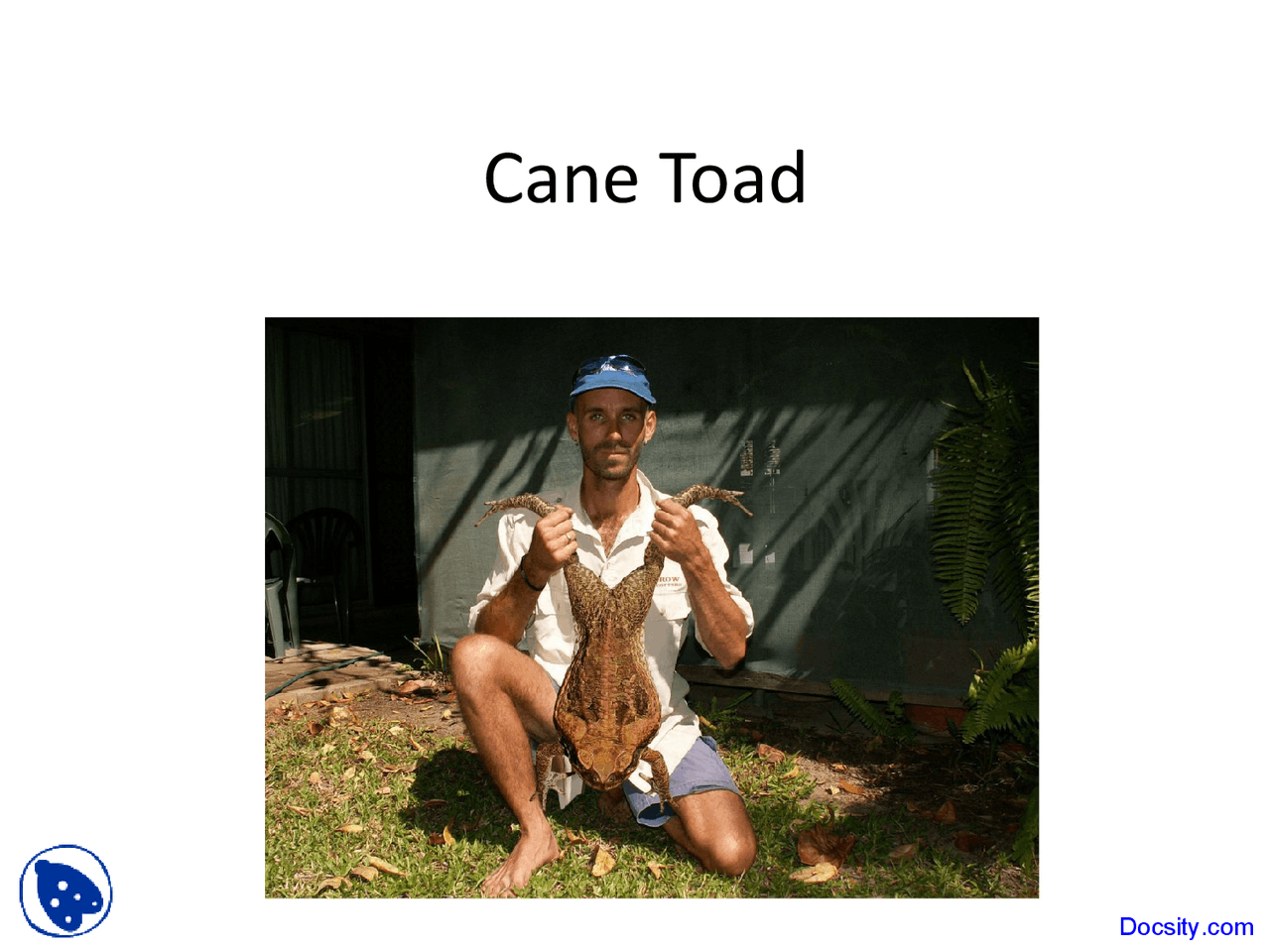 Cane Toad Invasive Species Lecture Slides Docsity