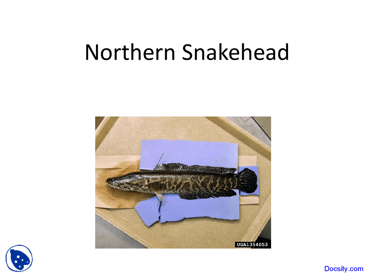 Northern Snakehead - Invasive Species - Lecture Slides - Docsity