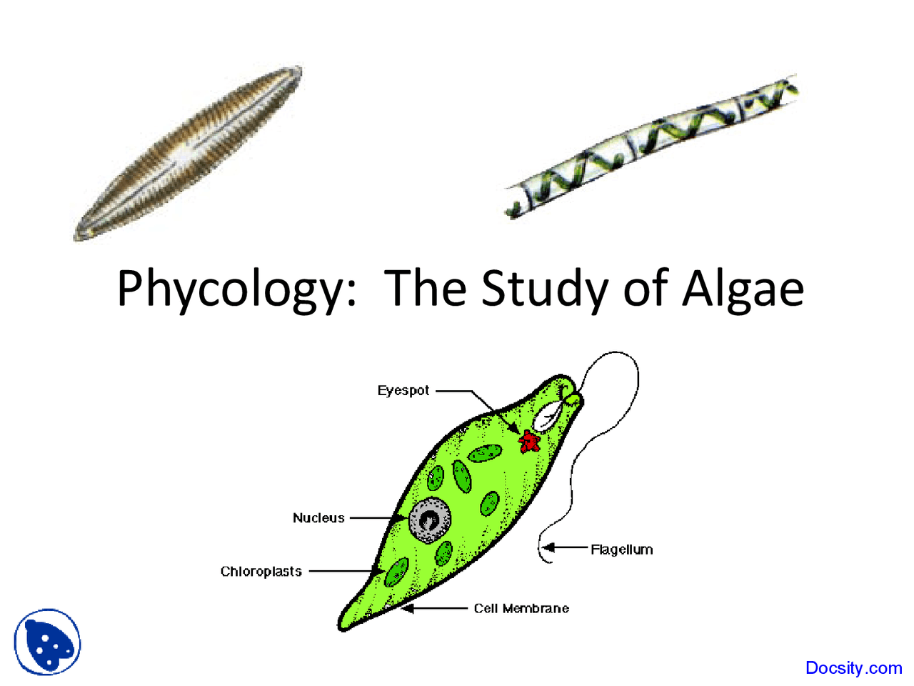 Phycology Limnology Lecture Slides Docsity