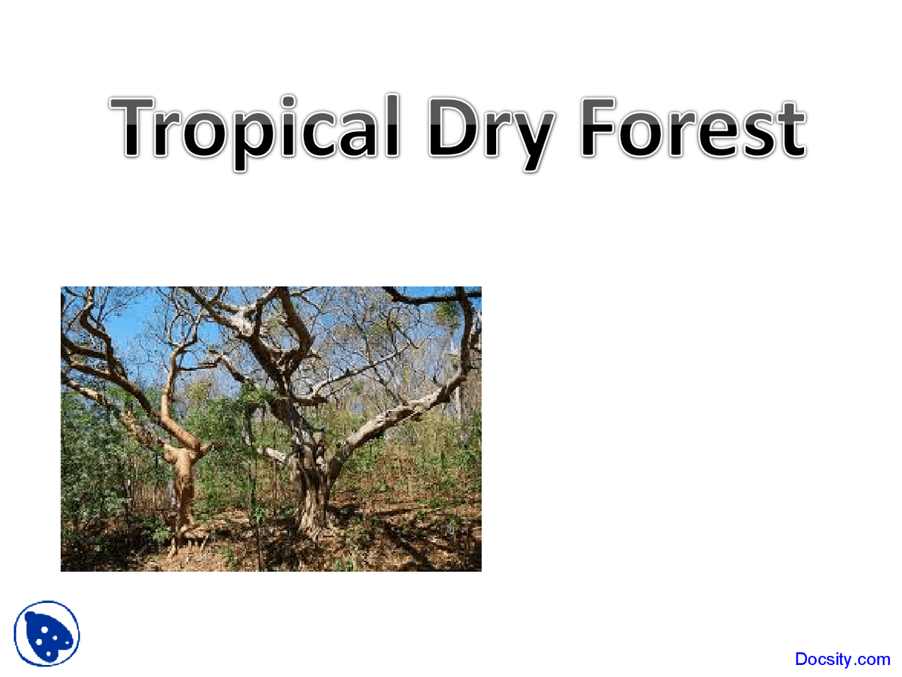 Tropical Dry Forest - General Ecology - Lecture Slides - Docsity