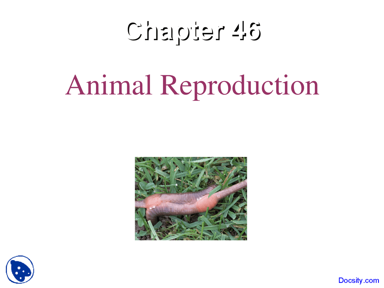 Animal Reproduction - Fundametnals of Biology - Lecture Slides - Docsity