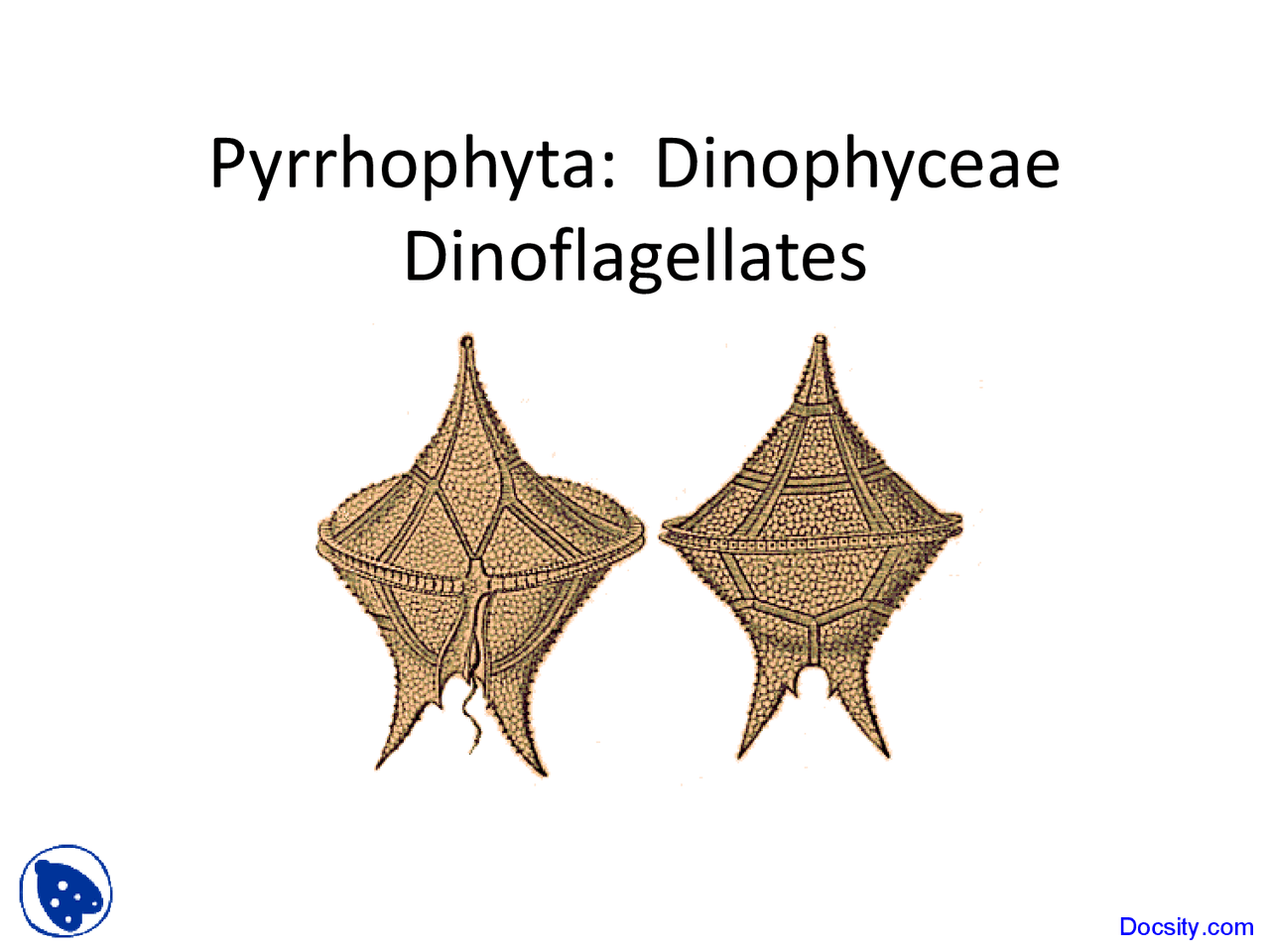 Pyrrhophyta Limnology Lecture Slides Docsity