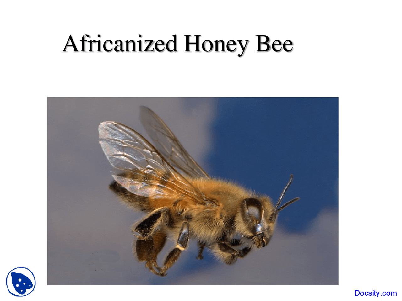Africanized Honey Bee Invasive Species Lecture Slides Docsity