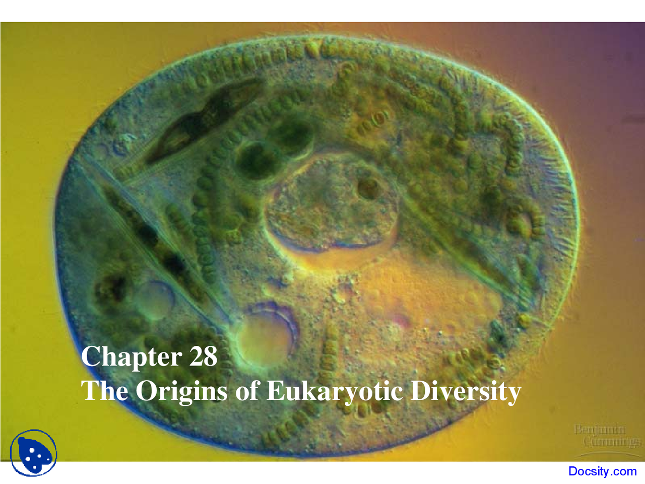 Origins Of Eukaryotic Diversity Biodiversity Lecture Slides