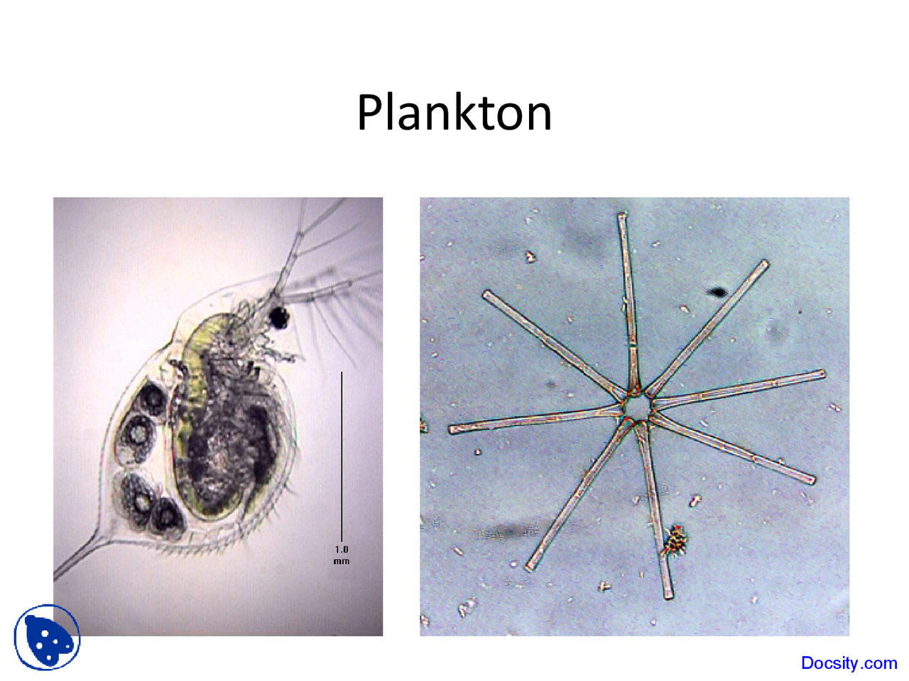 Plankton Limnology Lecture Slides Docsity