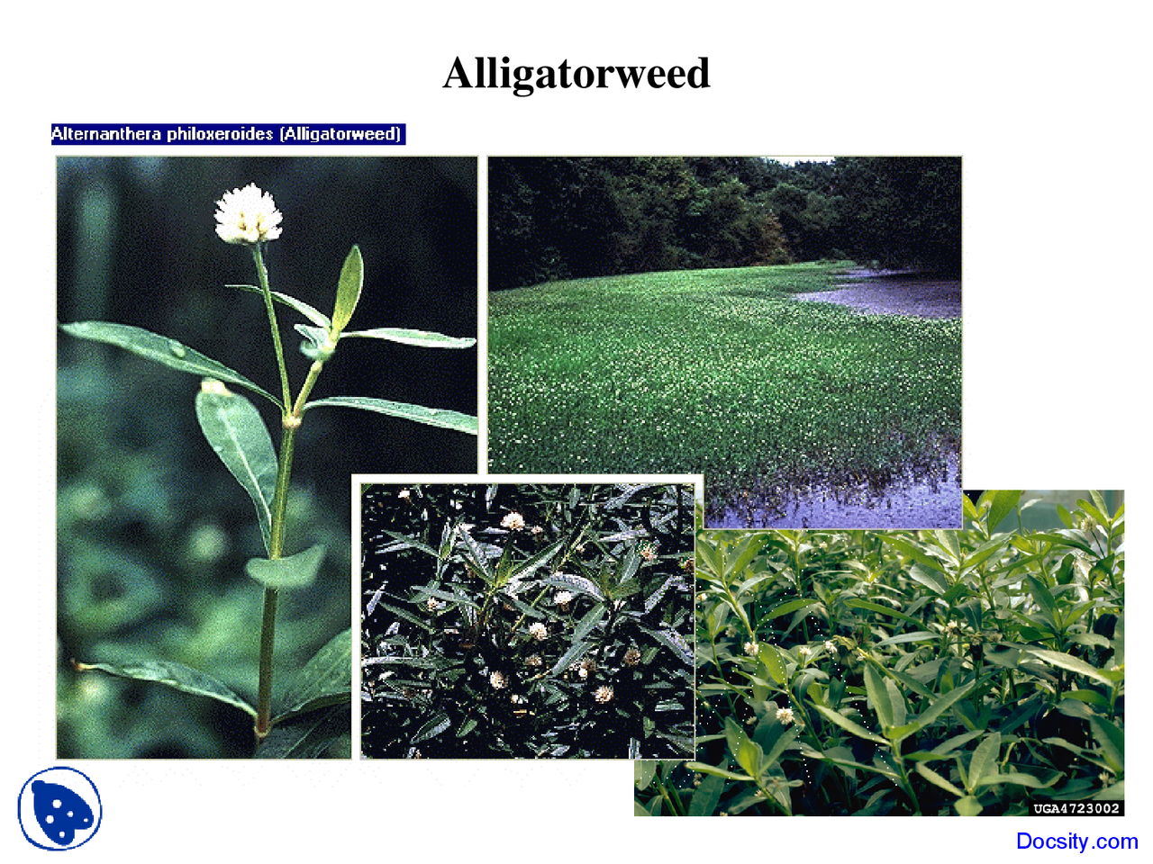 Alligatorweed Wetlands Lecture Slides Docsity