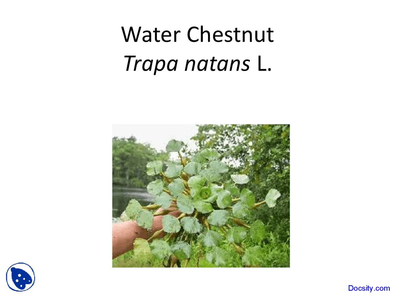Water Chestnut Wetland And Riparian Ecology Lecture Slides Docsity