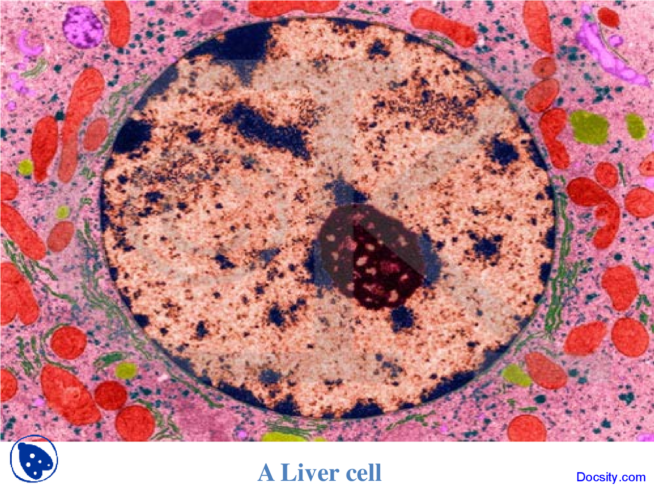 Liver Cell - Different Branches of Biology - Lecture Slides - Docsity