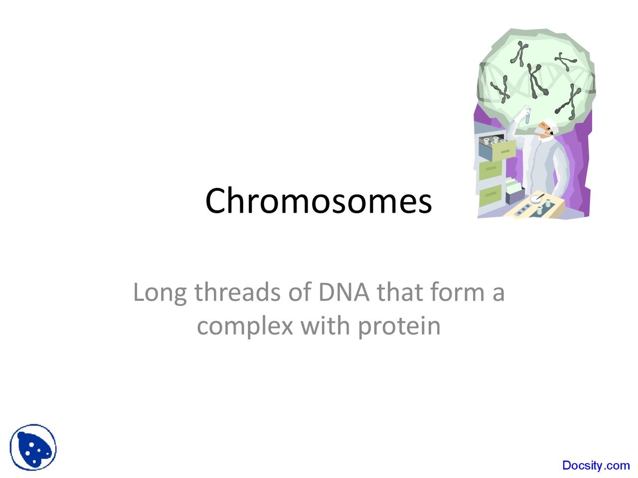 Chromosomes Cytology Lecture Slides Docsity