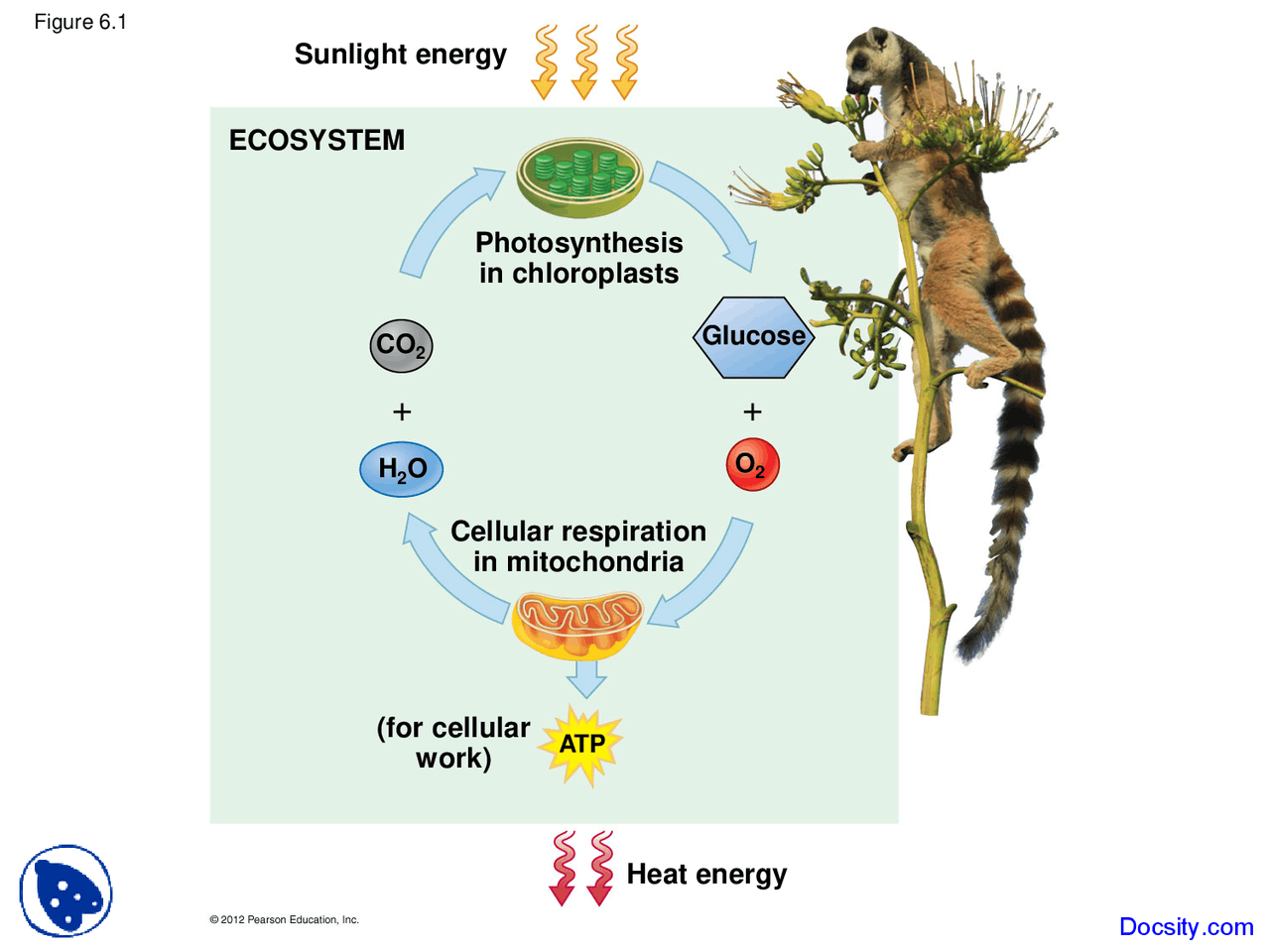 Sunlight Energy - Fundamentals of Biology - Lecture Slides - Docsity