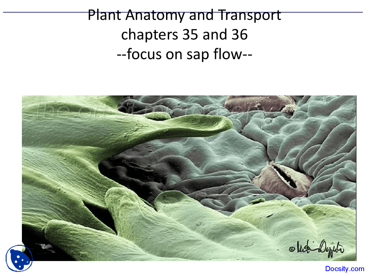 Plant Anatomy And Transport Exploring Biology Lecture Slides Docsity