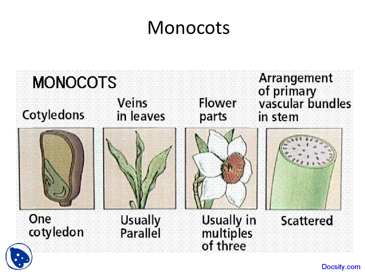Monocots Different Branches Of Biology Lecture Slides Docsity