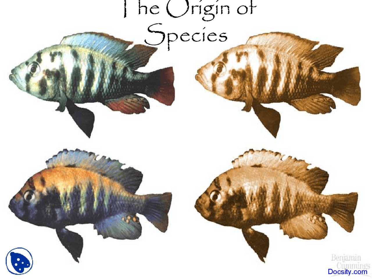 Origin of Species - Exploring Biology - Lecture Slides - Docsity