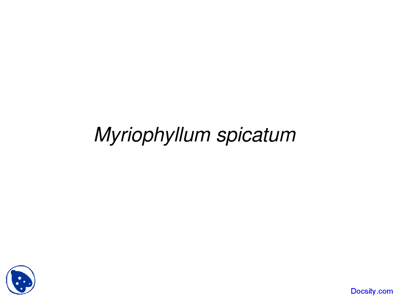 Myriophyllum Spicatum Wetlands Lecture Slides Docsity