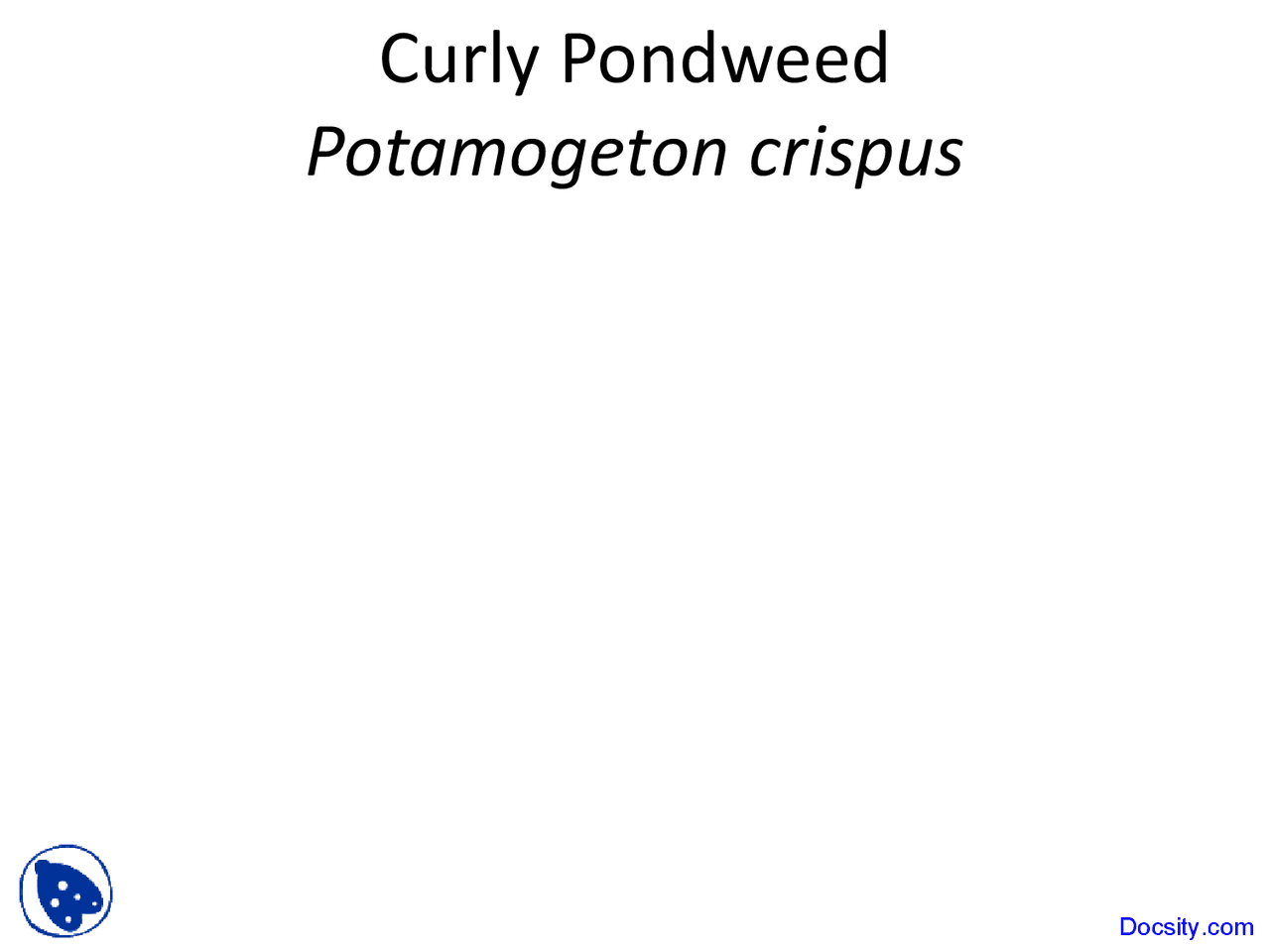 Curly Pondweed Wetland And Riparian Ecology Lecture Slides Docsity