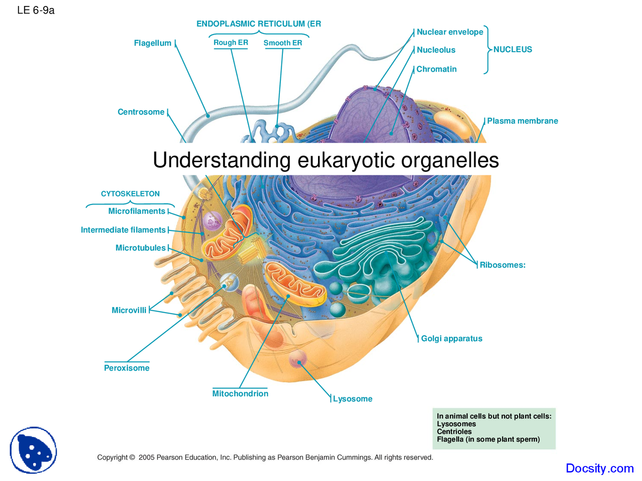 Understanding Eukaryotic Organelles - Fundamentals of Biology - Lecture ...